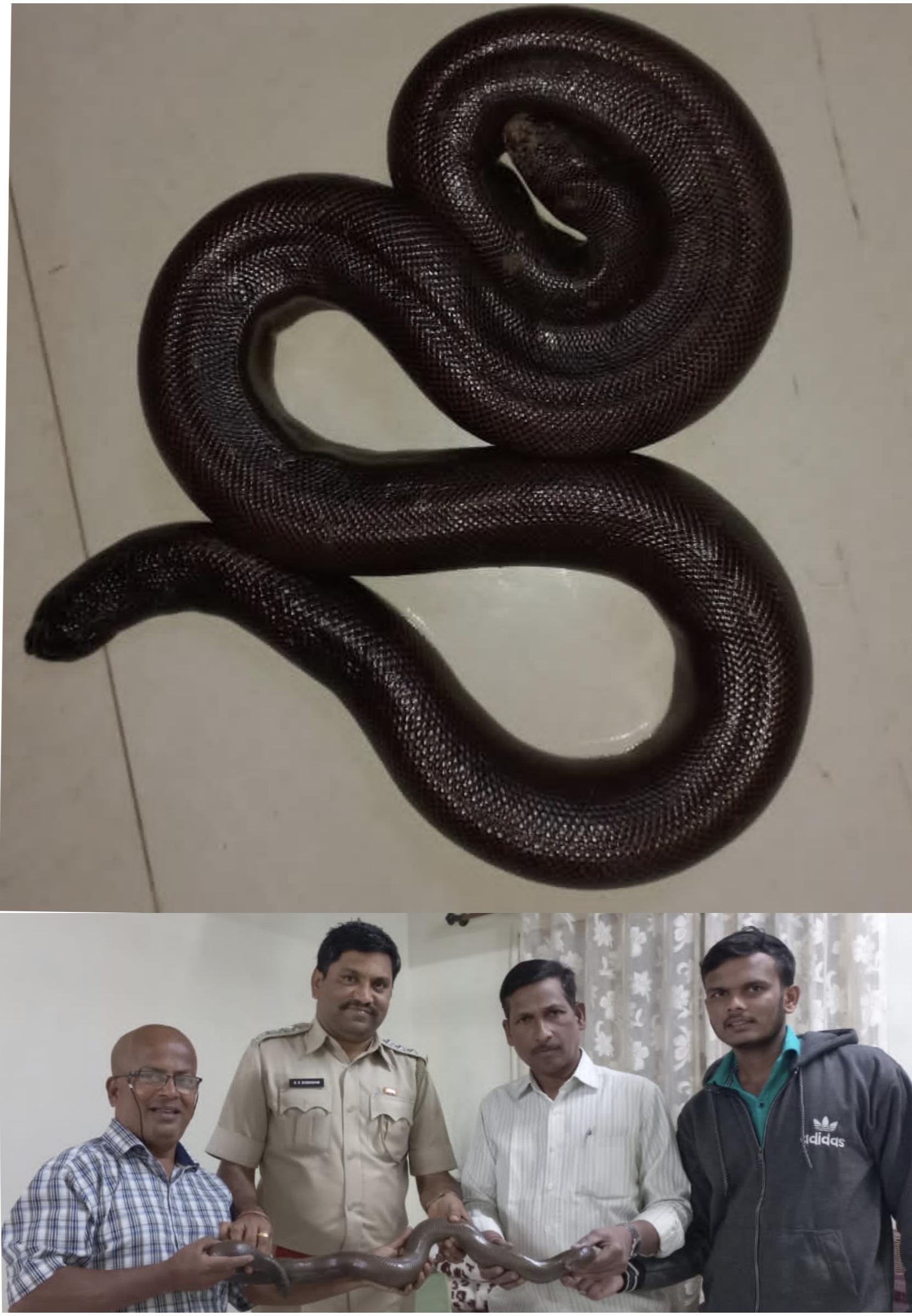 खोपोली मध्ये सापडला 55 इंची मांडूळ जातीचा साप
